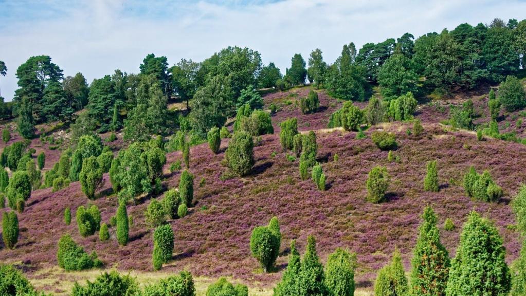 Silvester in der Lüneburger Heide, 30.12. - 02.01.24